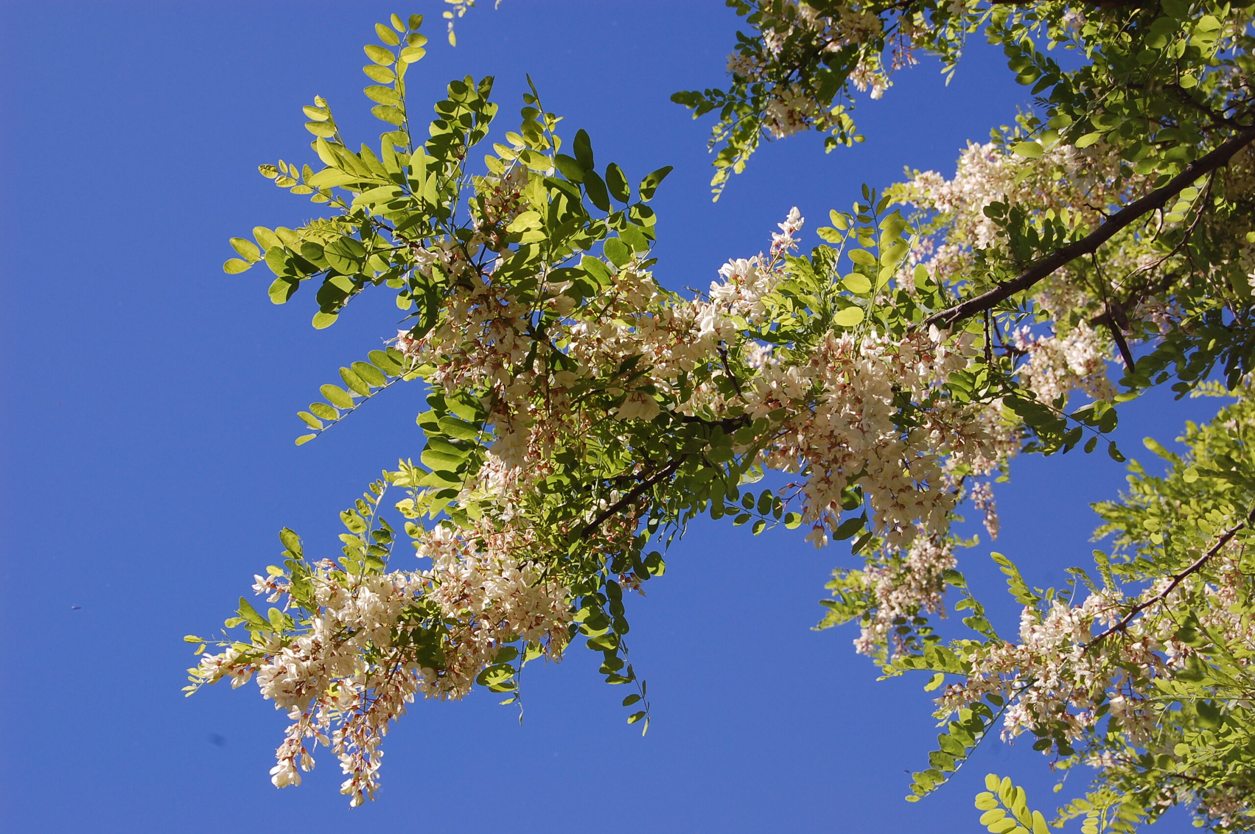 Fiori di acacia - Bio Agriturismo Tenuta Antica